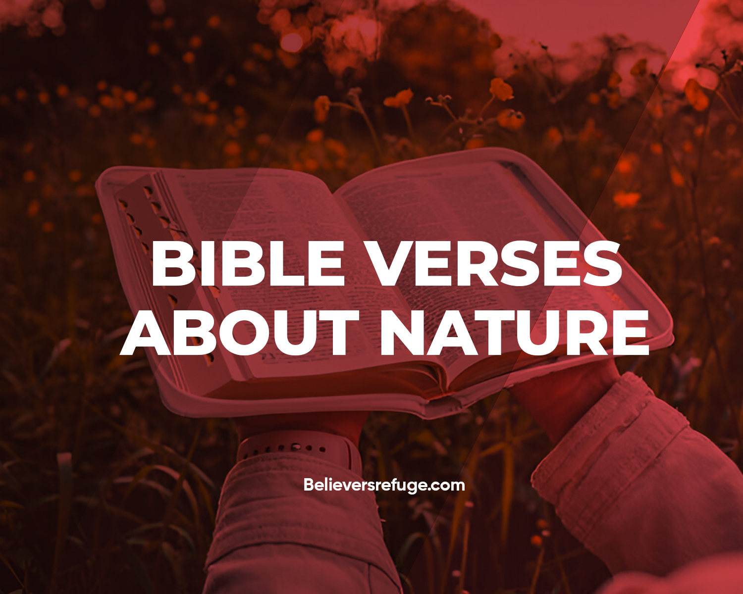 36 Bible Verses About Nature - Believers Refuge