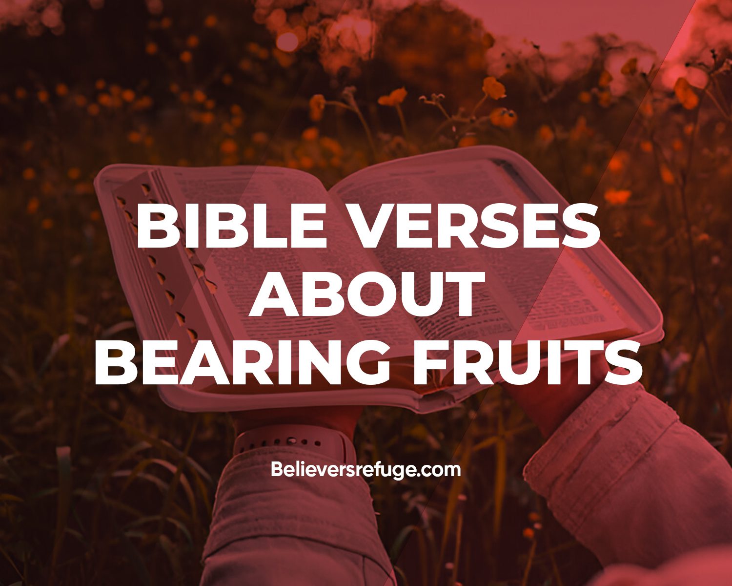 30 Bible Verses About Bearing Fruit - Believers Refuge